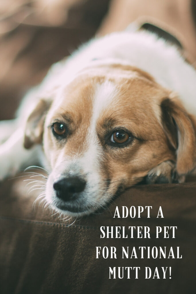 Adopt A Shelter Pet For National Mutt Day - MCLife San Antonio ...